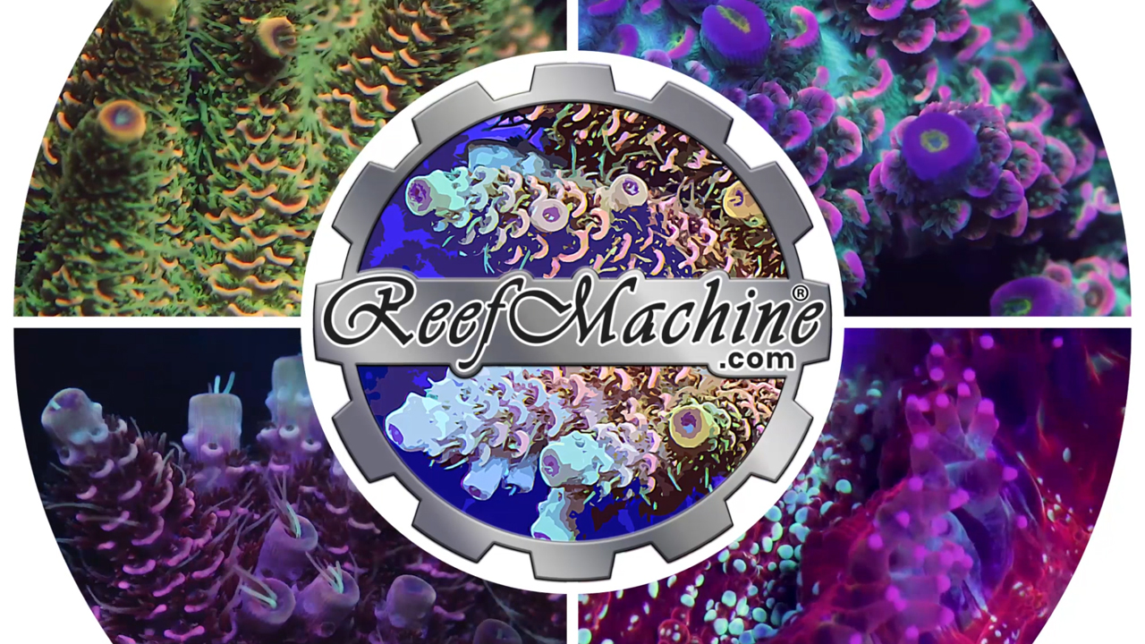 Reef Machine UK Mail Order Corals! Healthy, High Quality Frags - Reef ...