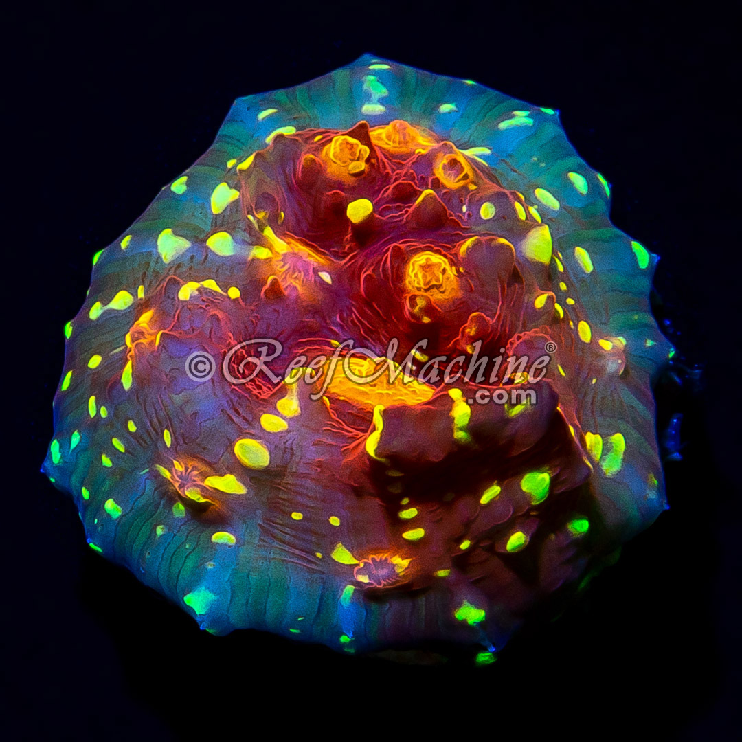 Reef Machine UK Mail Order Corals! Healthy, High Quality Frags - Gold ...