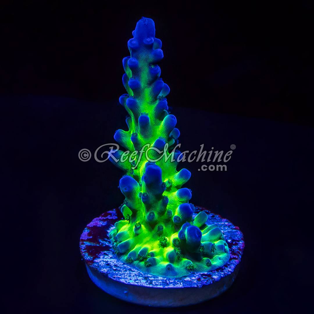 Reef Machine UK Mail Order Corals! Healthy, High Quality Frags - RM ...