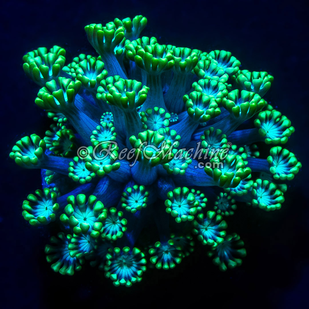Reef Machine UK Mail Order Corals! Healthy, High Quality Frags ...