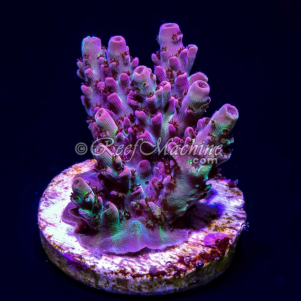 Reef Machine UK Mail Order Corals! Healthy, High Quality Frags - RM ...