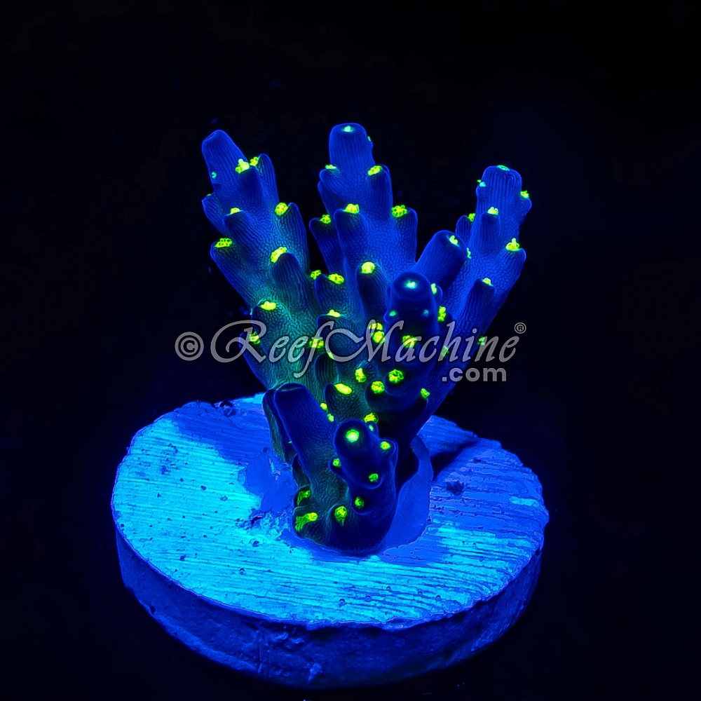 Reef Machine UK Mail Order Corals! Healthy, High Quality Frags - RM Blueberry Fields Acropora ...