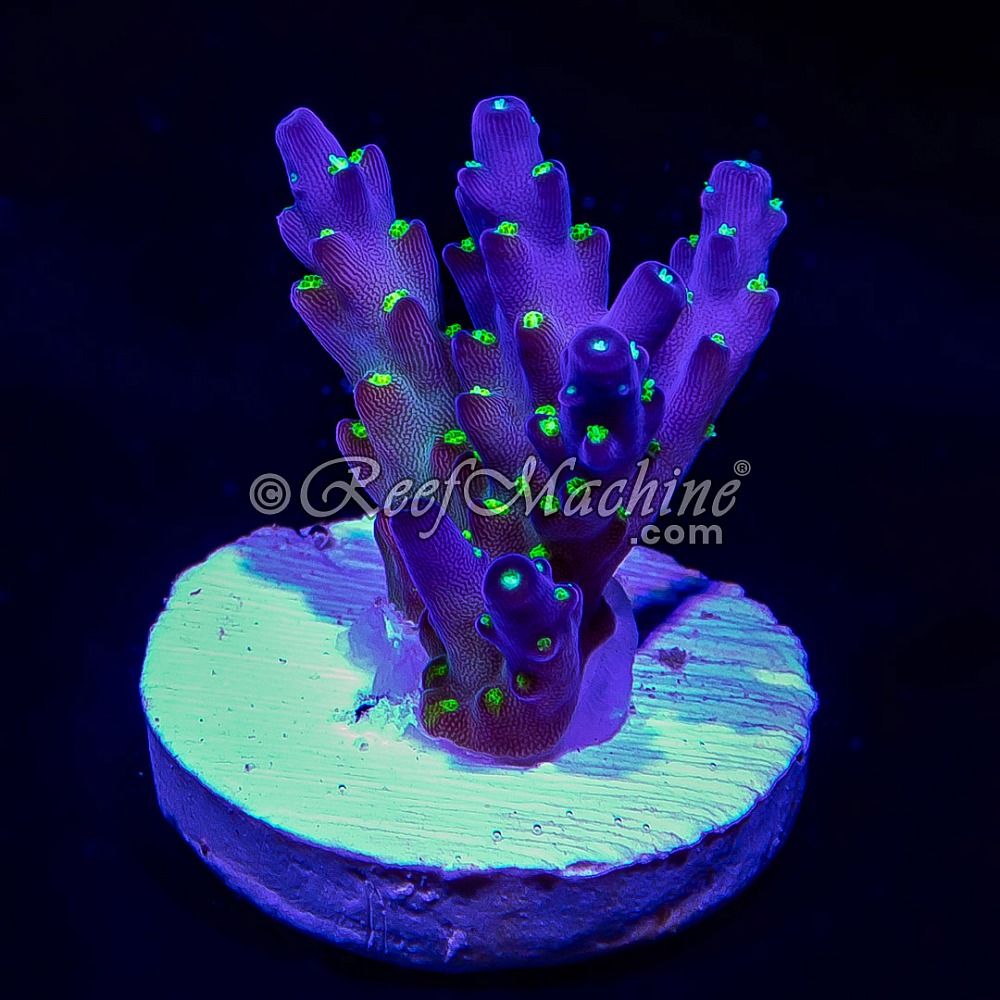 Reef Machine UK Mail Order Corals! Healthy, High Quality Frags - RM Blueberry Fields Acropora ...