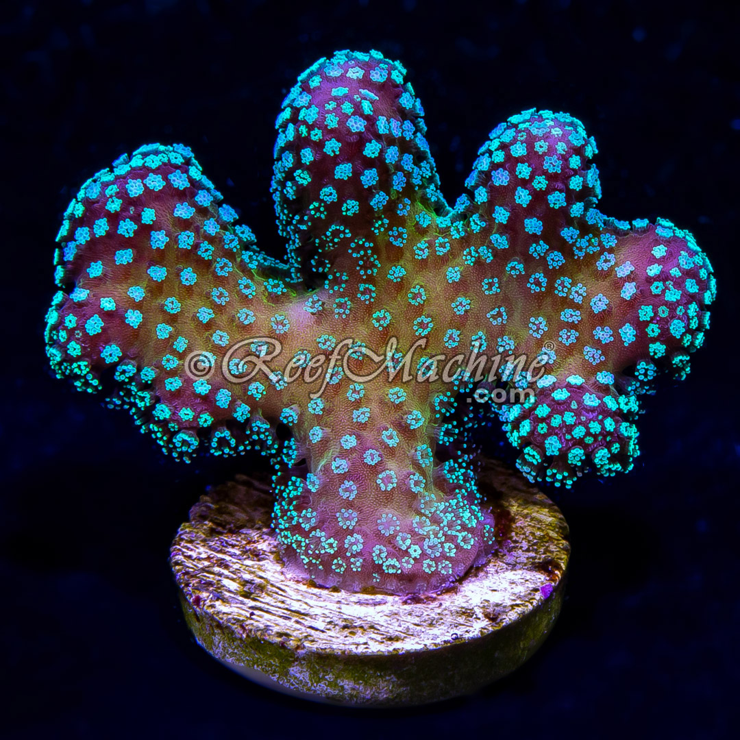 Reef Machine UK Mail Order Corals! Healthy, High Quality Frags - Rainbow 'Bug Out' Stylo ...