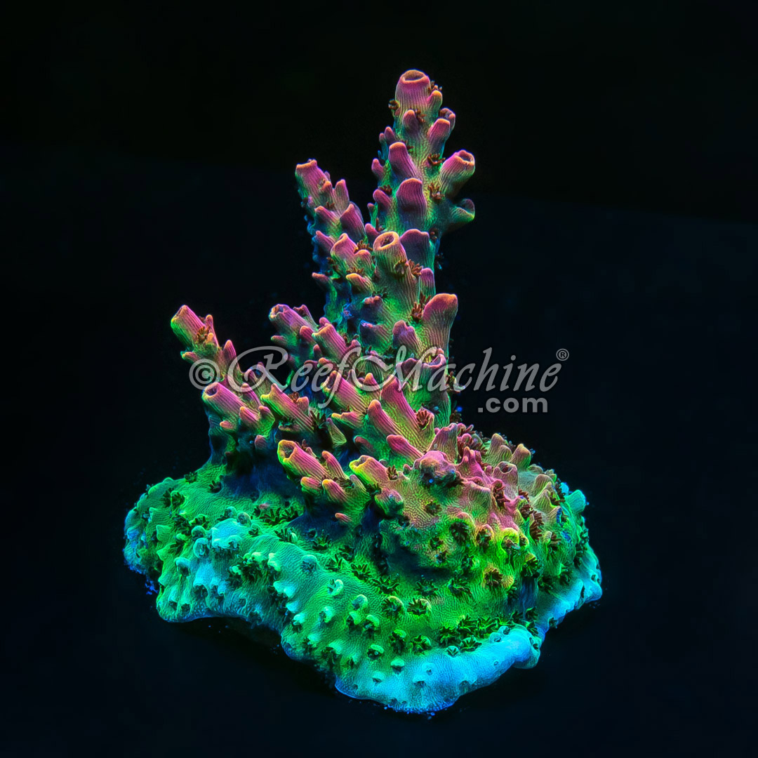 Reef Machine UK Mail Order Corals! Healthy, High Quality Frags - RM ...