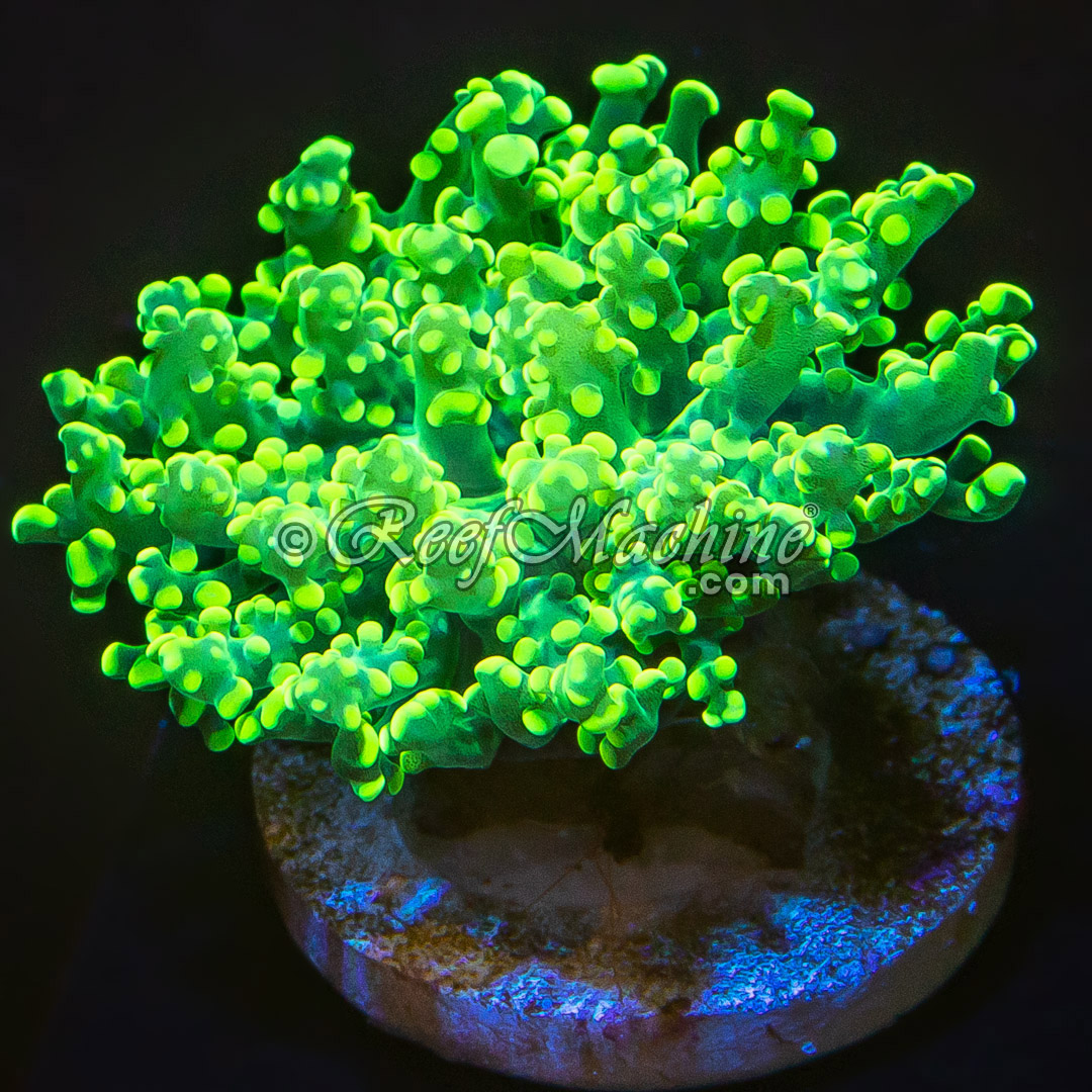 yellow frogspawn coral