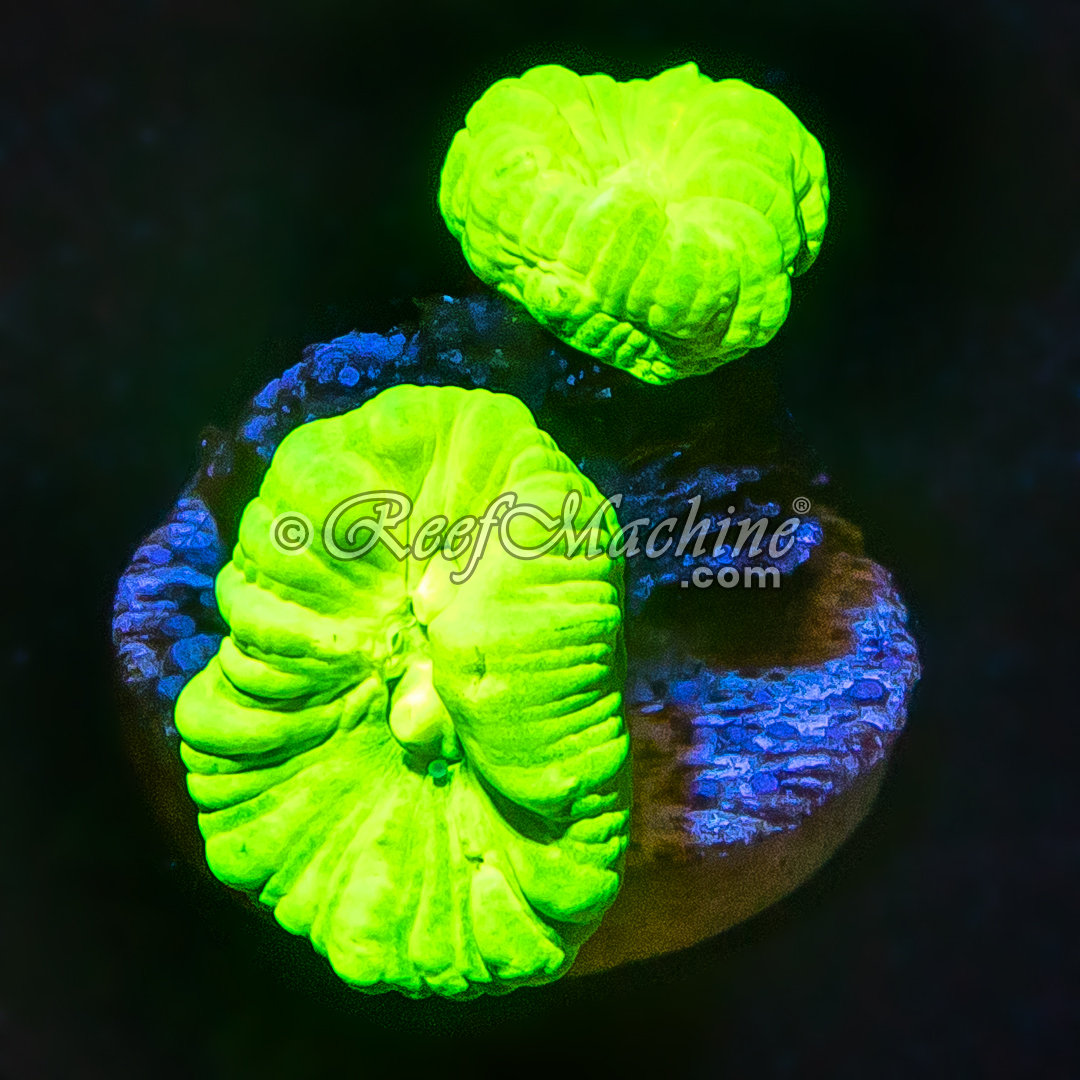 Reef Machine UK Mail Order Corals! Healthy, High Quality Frags ...