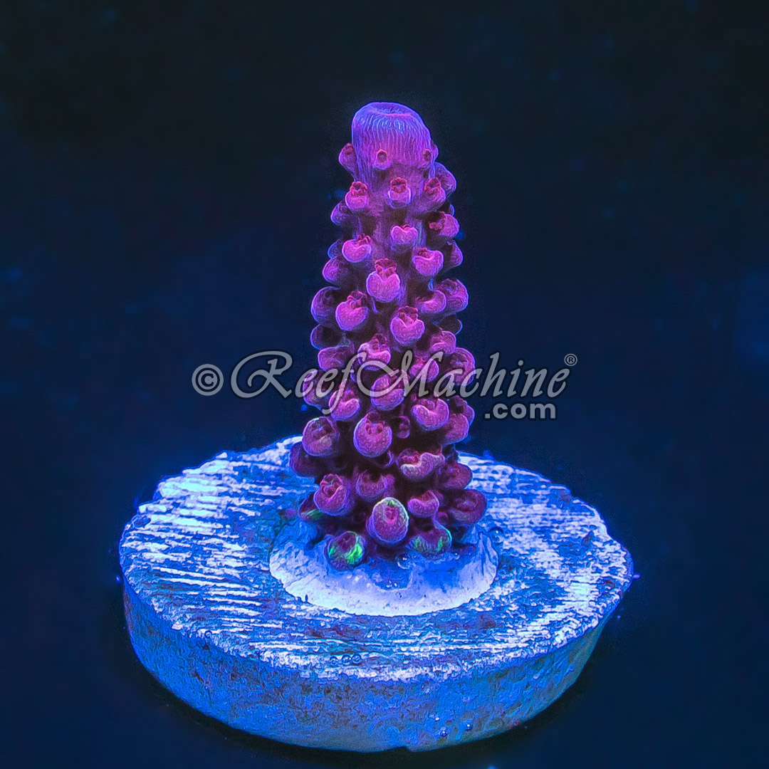 Reef Machine UK Mail Order Corals! Healthy, High Quality Frags - PC ...