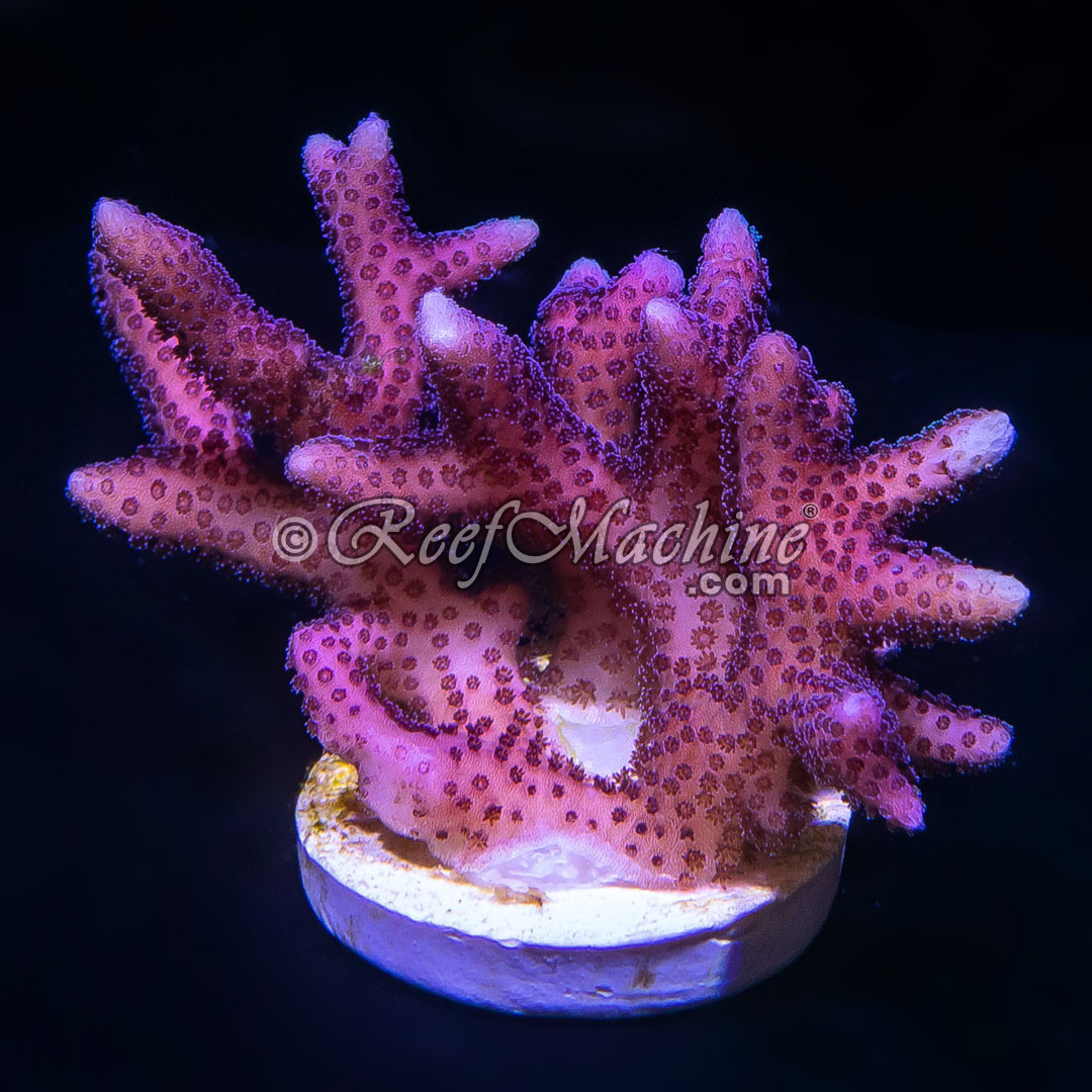 Reef Machine UK Mail Order Corals! Healthy, High Quality Frags - Pink ...