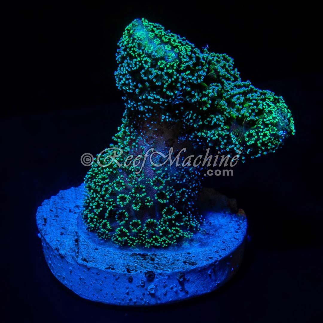 Reef Machine UK Mail Order Corals! Healthy, High Quality Frags - Purple ...