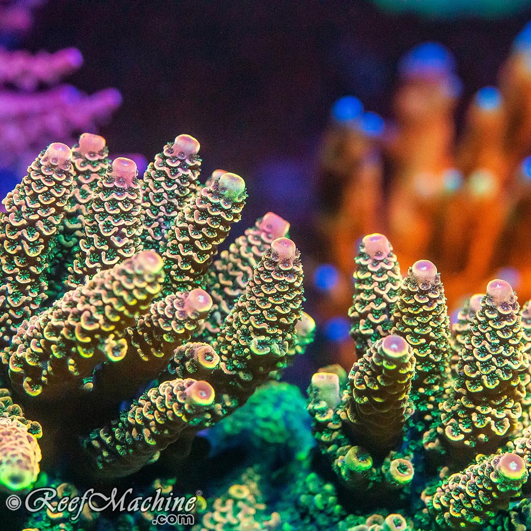 Reef Machine UK Mail Order Corals! Healthy, High Quality Frags - Reef ...