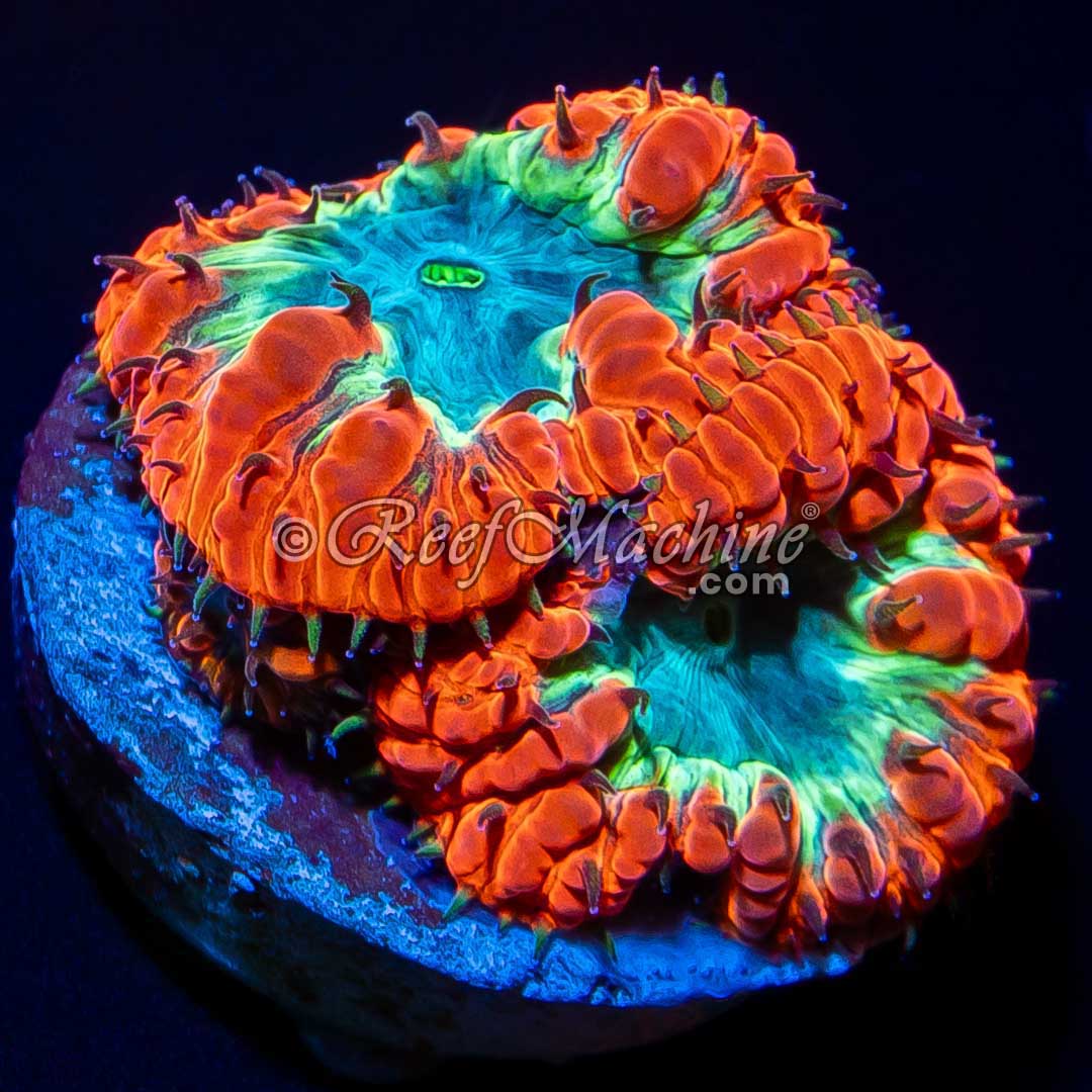Reef Machine UK Mail Order Corals! Healthy, High Quality Frags - Blue ...