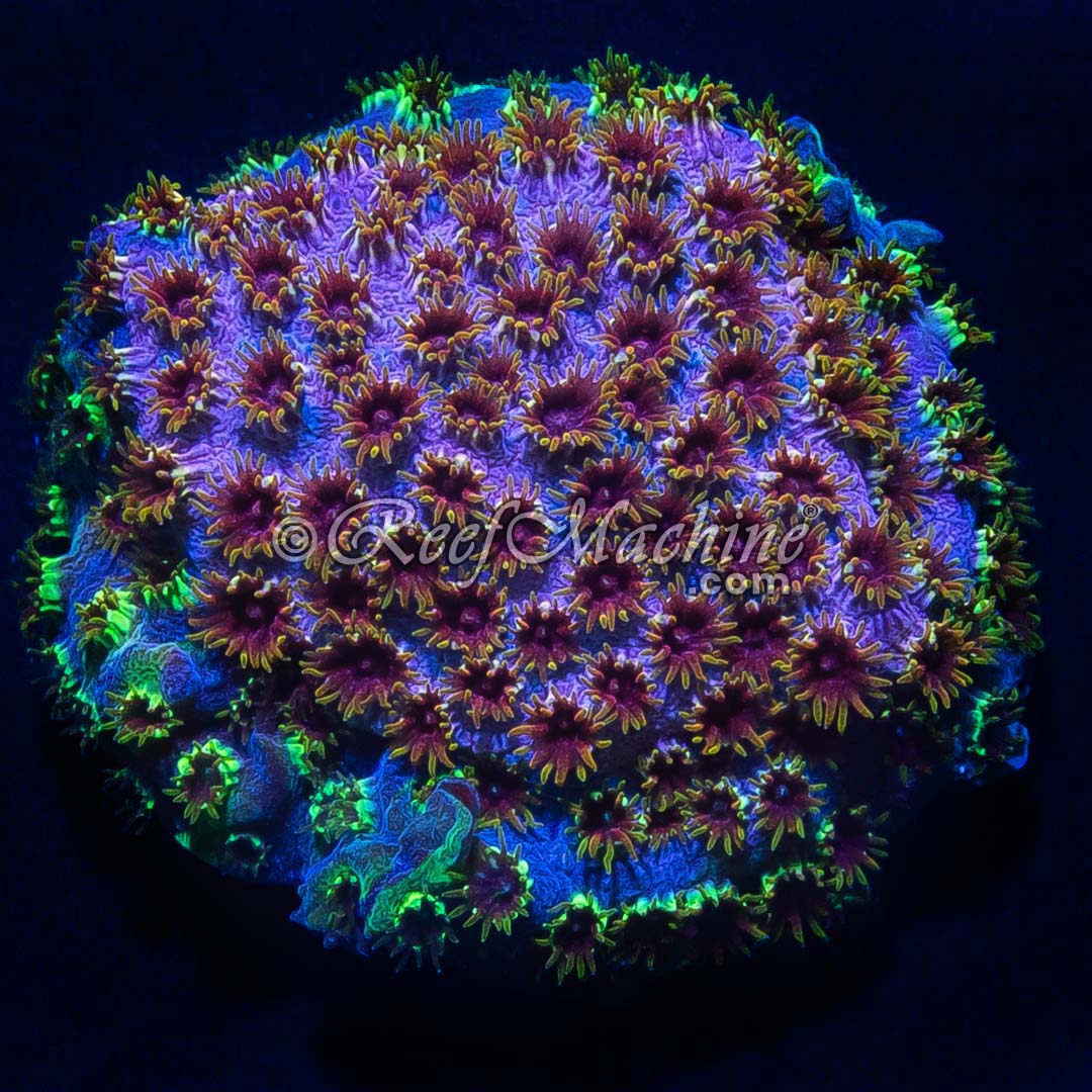 Reef Machine UK Mail Order Corals! Healthy, High Quality Frags ...