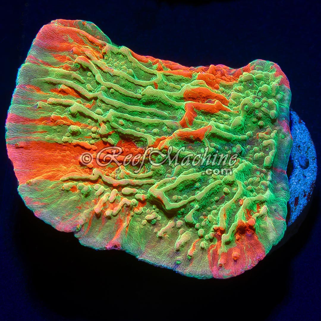 Reef Machine UK Mail Order Corals! Healthy, High Quality Frags ...