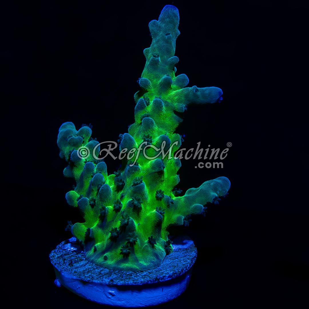 Reef Machine UK Mail Order Corals! Healthy, High Quality Frags - Blue ...