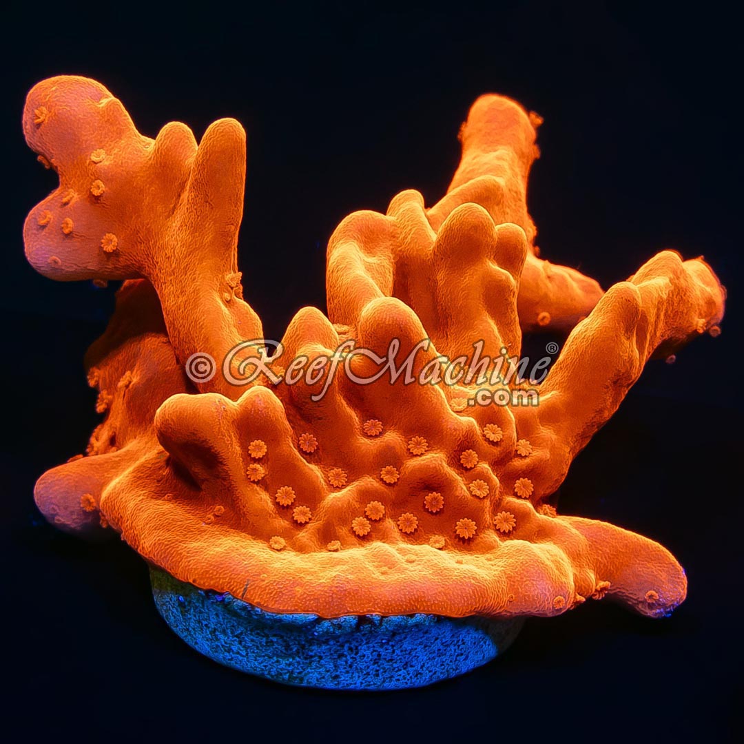 Reef Machine UK Mail Order Corals! Healthy, High Quality Frags - Bright ...