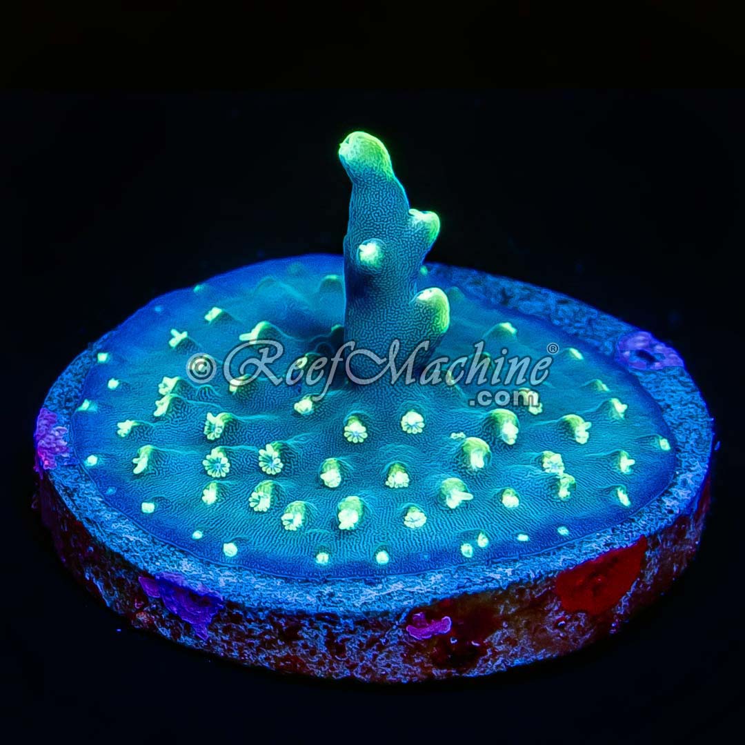 Reef Machine UK Mail Order Corals! Healthy, High Quality Frags - Pacman ...