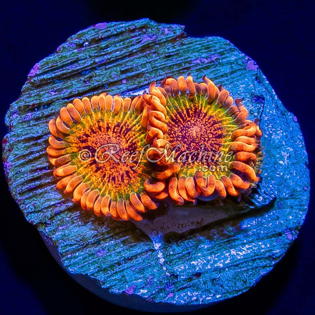 Reef Machine UK Mail Order Corals! Healthy, High Quality Frags ...