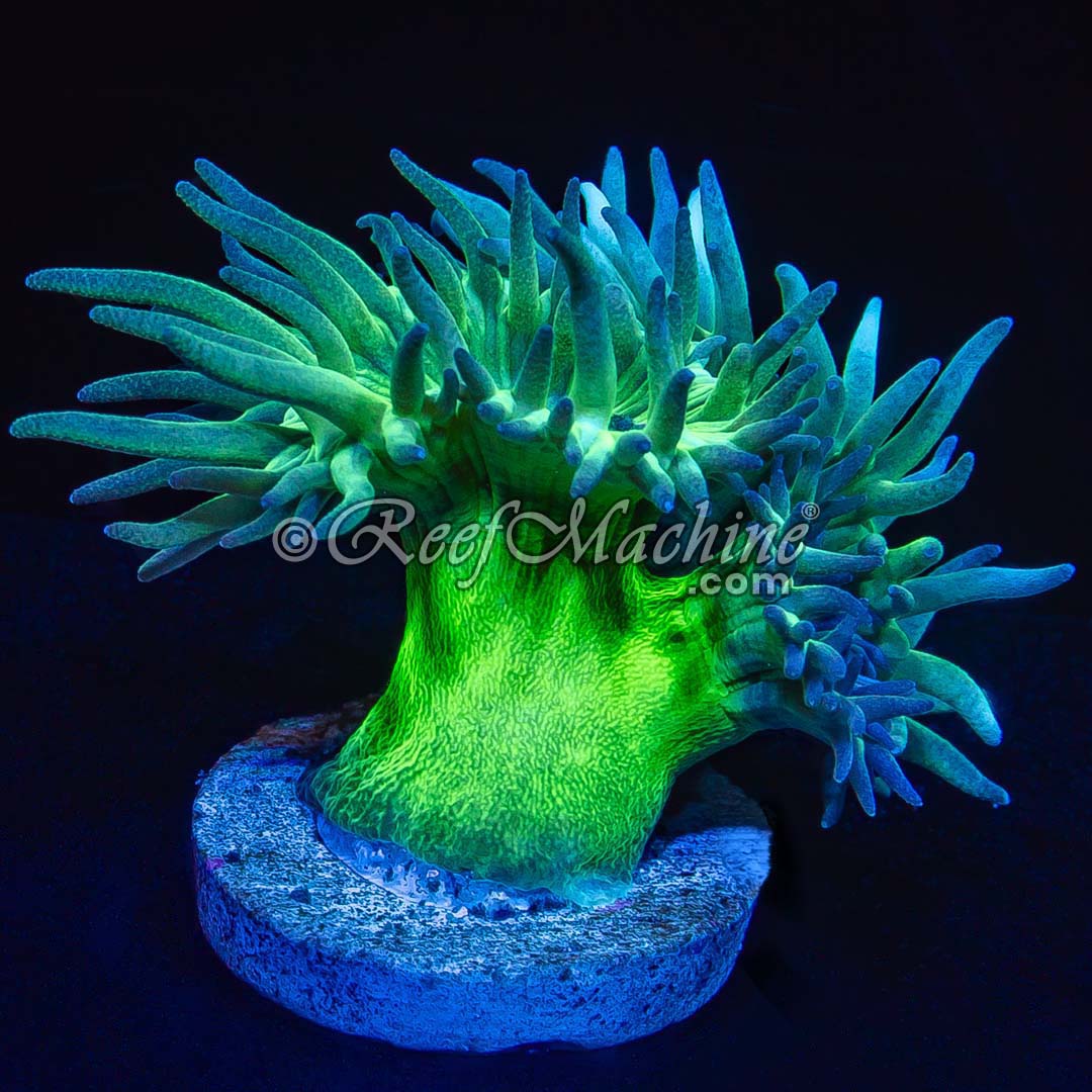 Reef Machine UK Mail Order Corals! Healthy, High Quality Frags - Toxic ...