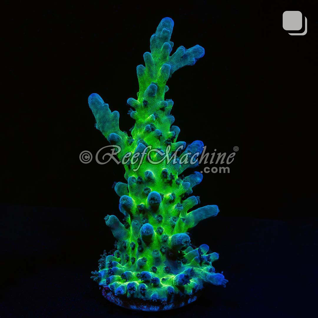 Reef Machine UK Mail Order Corals! Healthy, High Quality Frags - Miyagi ...