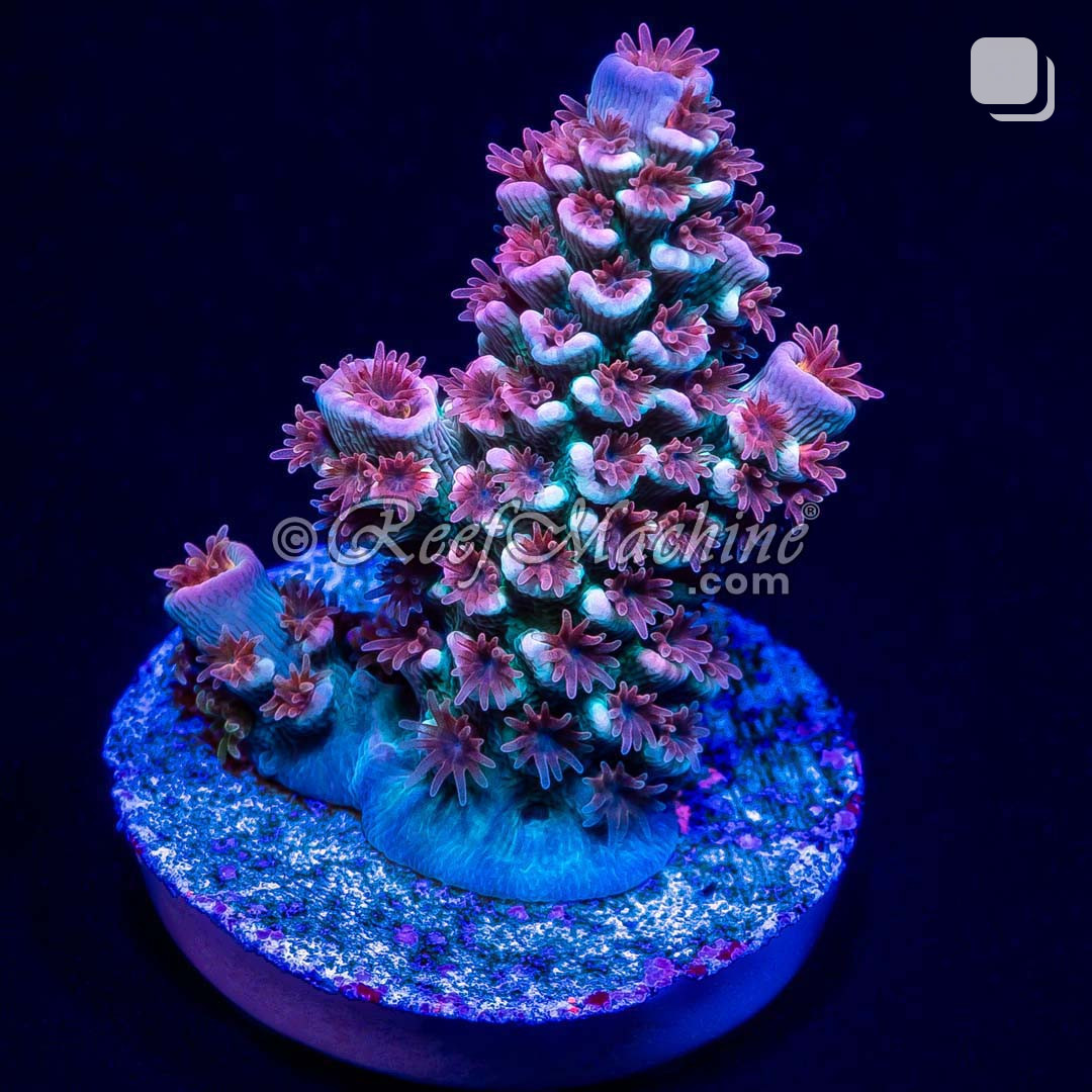 Reef Machine UK Mail Order Corals! Healthy, High Quality Frags - RM ...