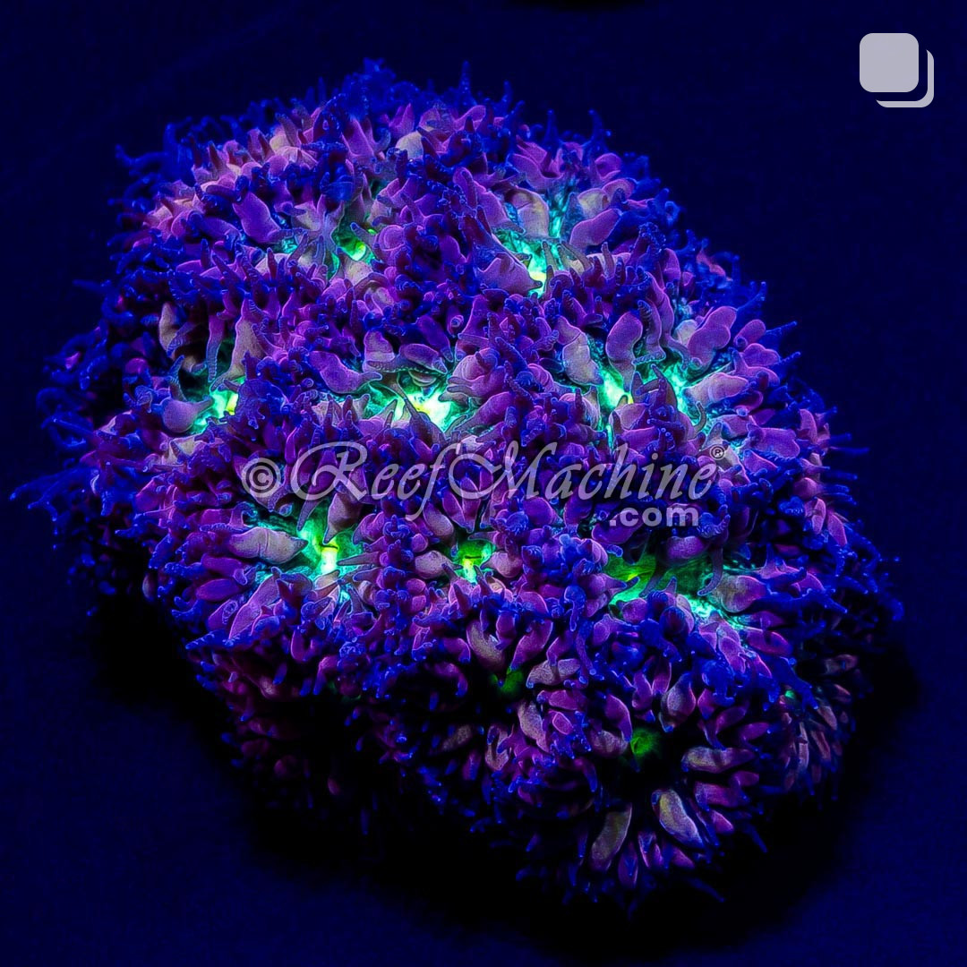 Reef Machine UK Mail Order Corals! Healthy, High Quality Frags - RM ...