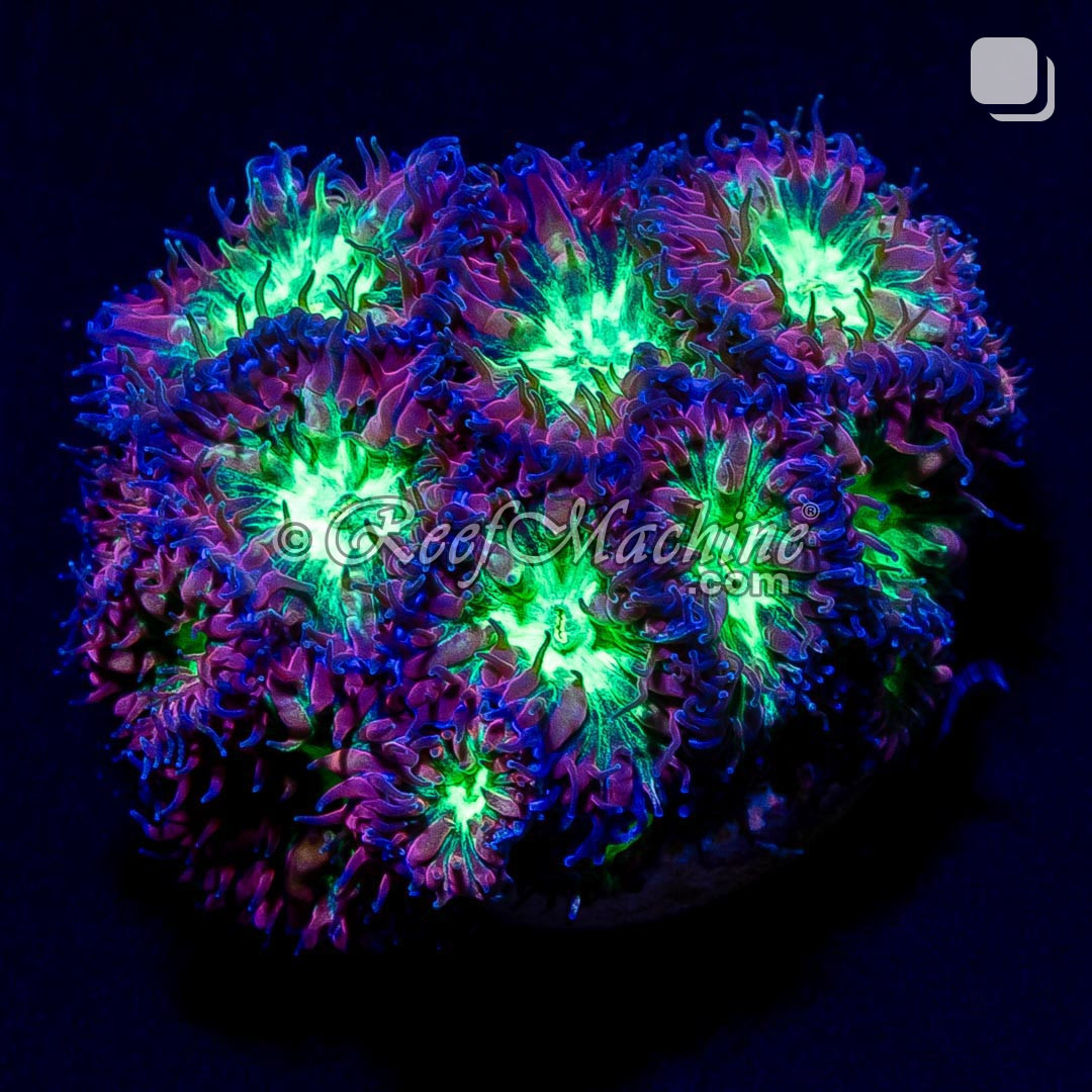 Reef Machine UK Mail Order Corals! Healthy, High Quality Frags - RM ...