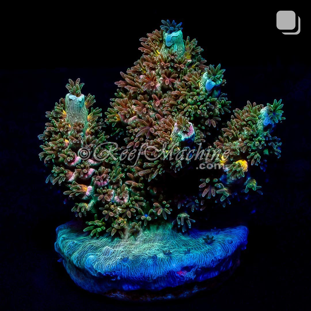 Reef Machine UK Mail Order Corals! Healthy, High Quality Frags - RM ...