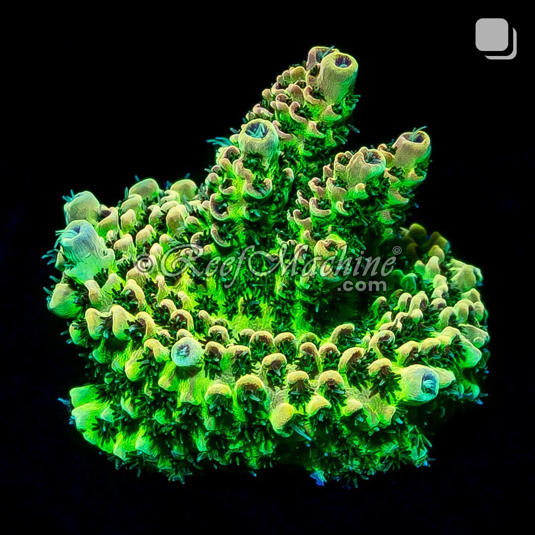 Reef Machine UK Mail Order Corals! Healthy, High Quality Frags - RM ...