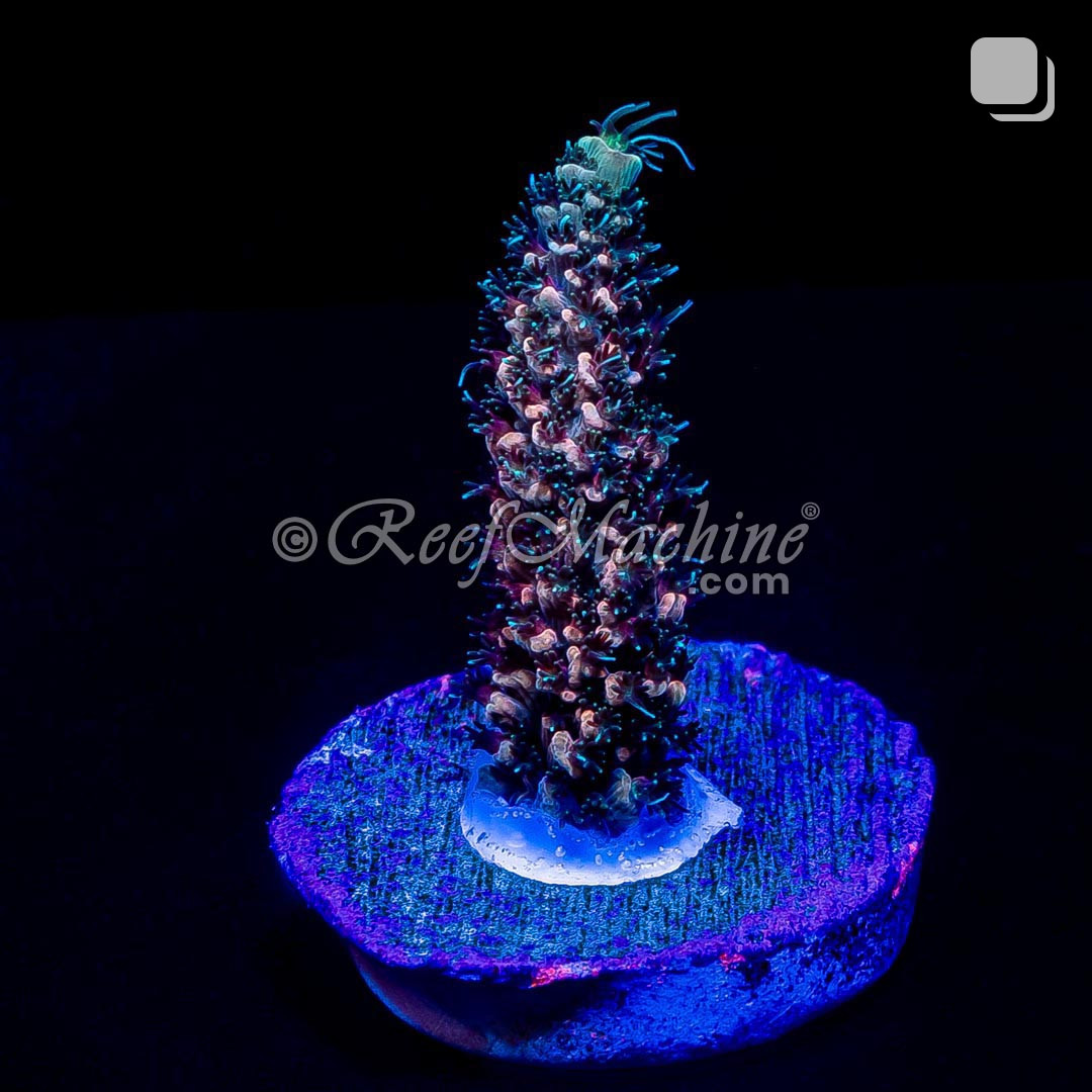 Reef Machine UK Mail Order Corals! Healthy, High Quality Frags - RM ...