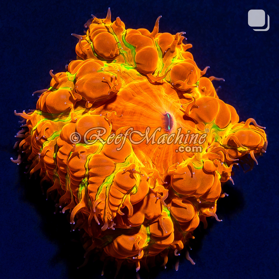 Reef Machine UK Mail Order Corals! Healthy, High Quality Frags - Master ...