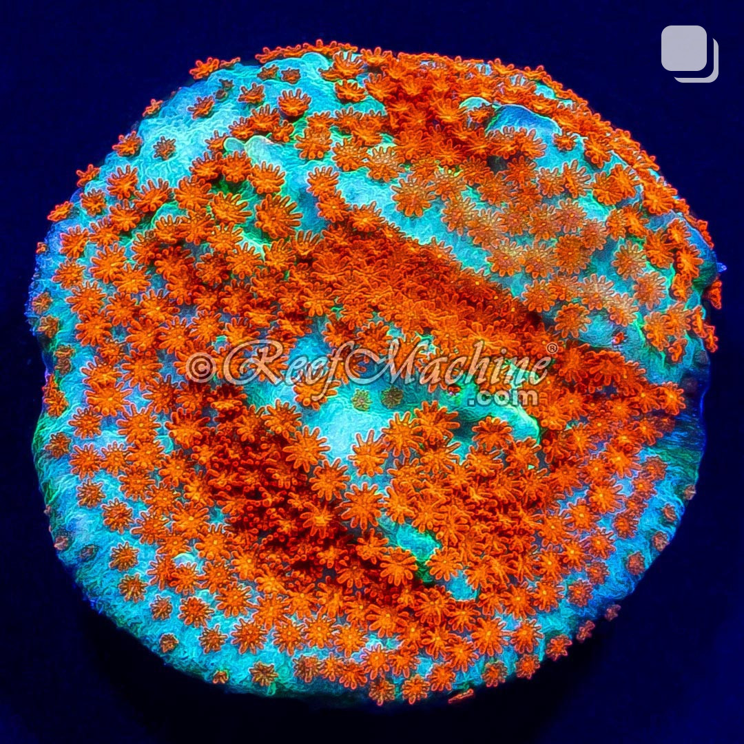 Reef Machine UK Mail Order Corals! Healthy, High Quality Frags ...