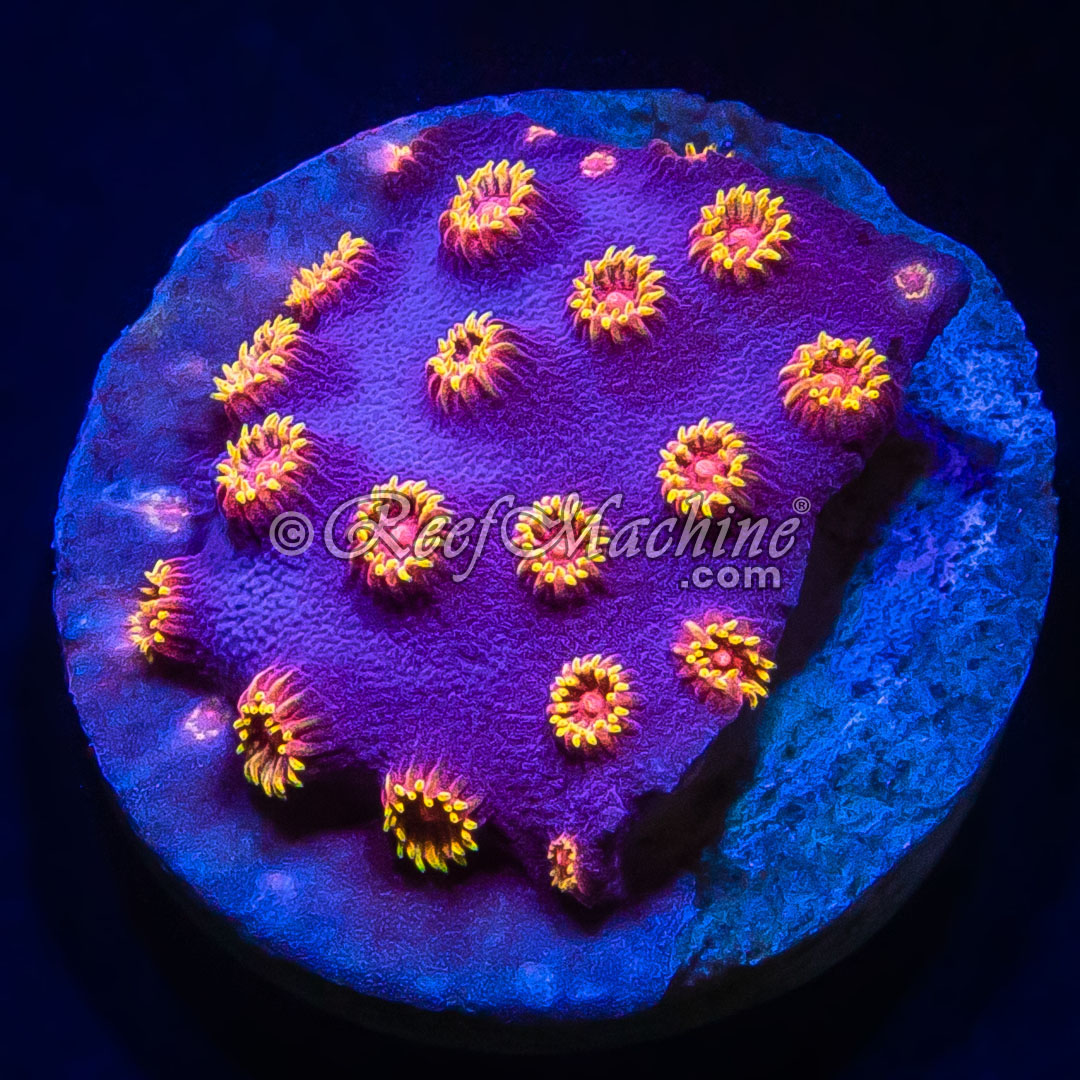 Reef Machine UK Mail Order Corals! Healthy, High Quality Frags